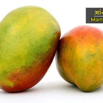 साळिंदर / सायाळ प्राण्याची माहिती - Sayal Animal Information in Marathi