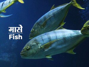 मासा बद्दल संपूर्ण माहिती - Fish Information in Marathi