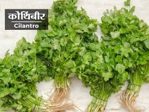 कोथिंबीरची संपूर्ण माहिती - Kothimbir Information in Marathi