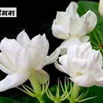 गुलाबाच्या फुलाची माहिती मराठी - Rose Flower Information in Marathi